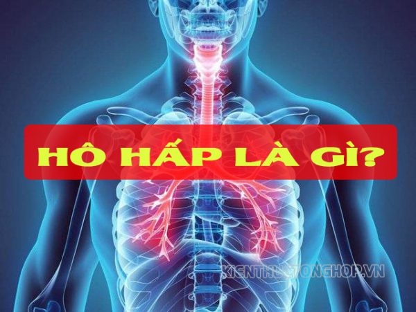 Hệ hô hấp là gì? Tìm hiểu về một số khái niệm về hô hấp