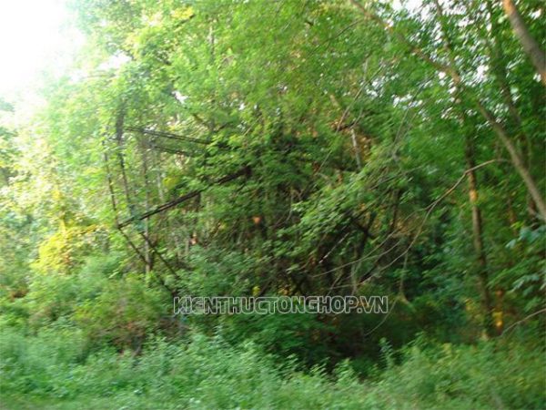 SCP là gì? có thật không? Thông tin liên quan về từ đồng âm